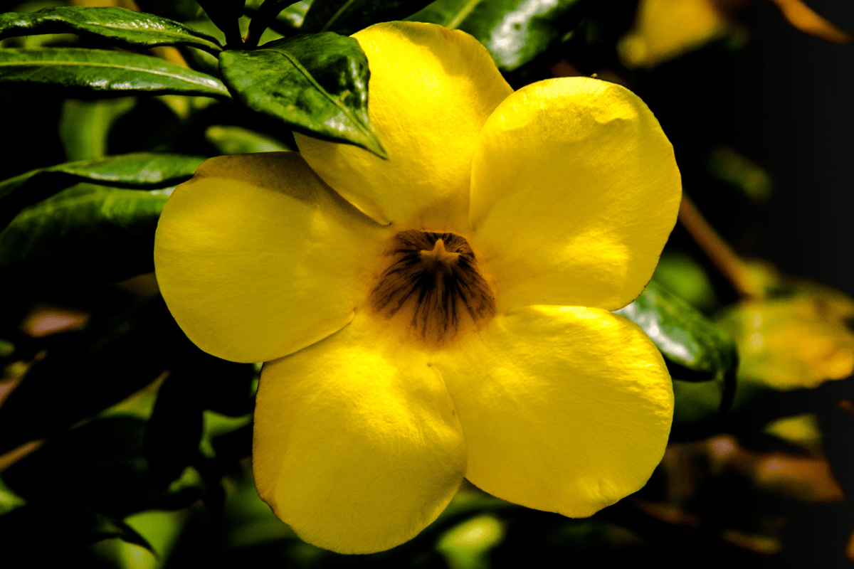 Como cultivar alamanda em seu jardim? veja dicas e cuidados